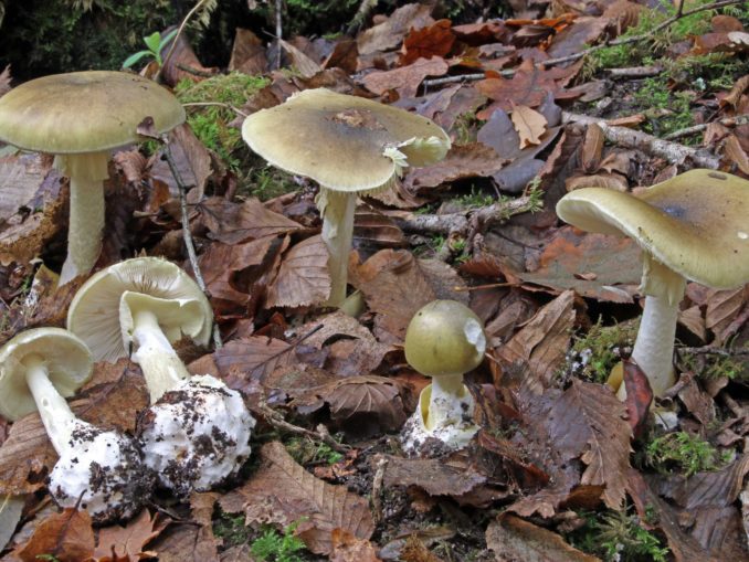 Champignons toxiques et mortels - Page 2 sur 2 - Chasseurs de champignons