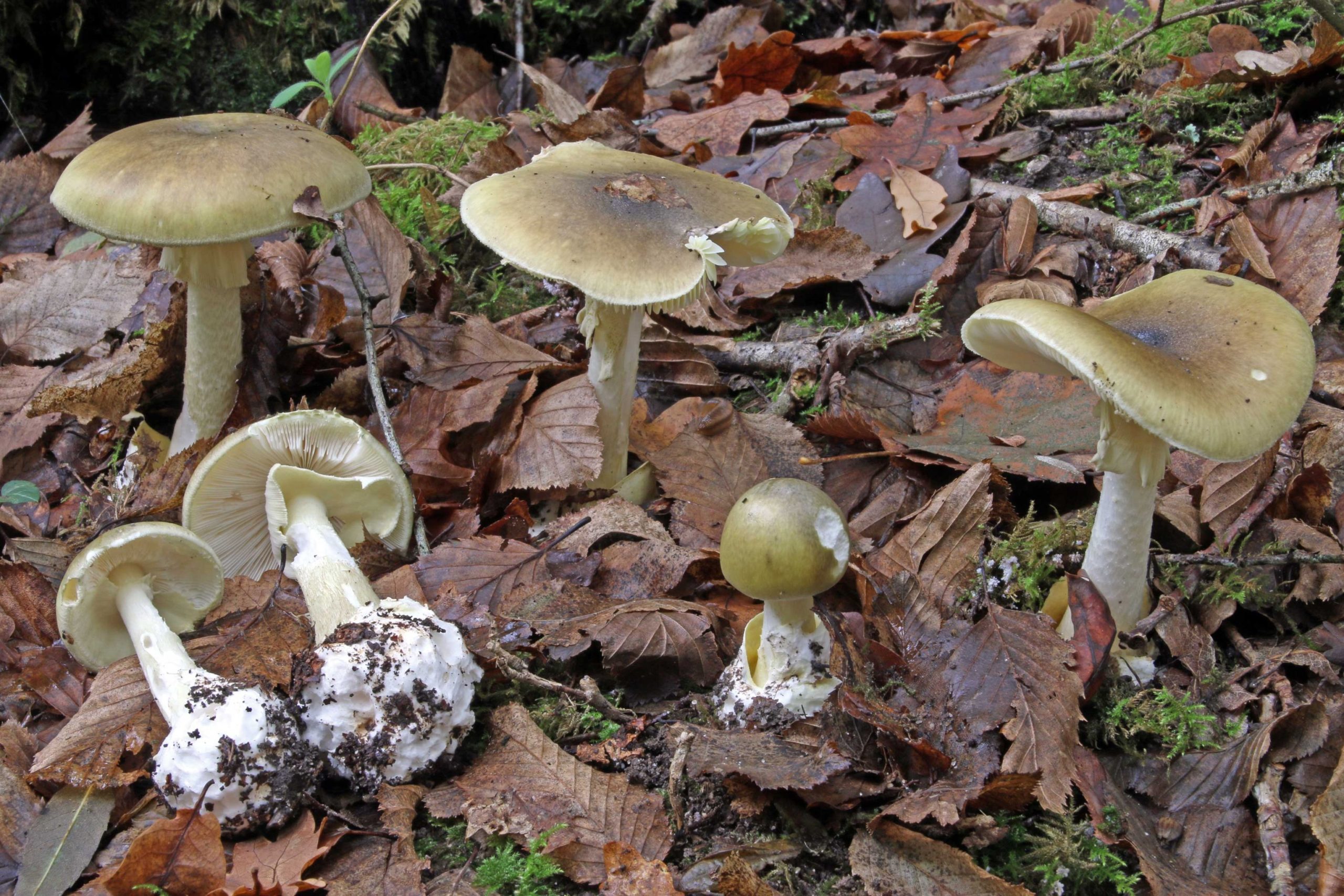 Amanite phalloïde (mortelle) - Chasseurs de champignons