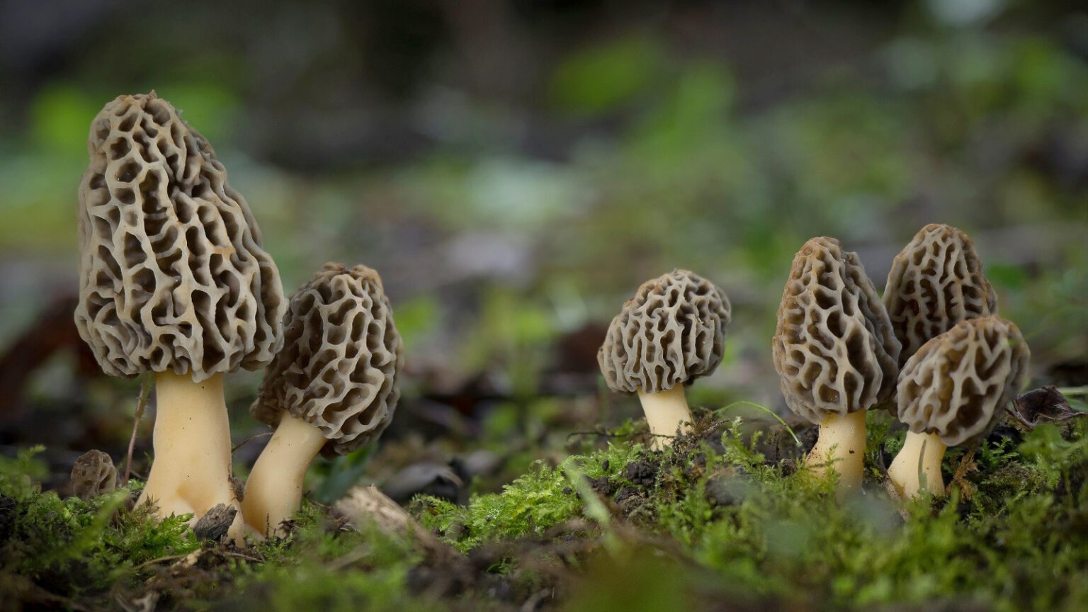 Où trouver des morilles ? - Chasseurs de champignons