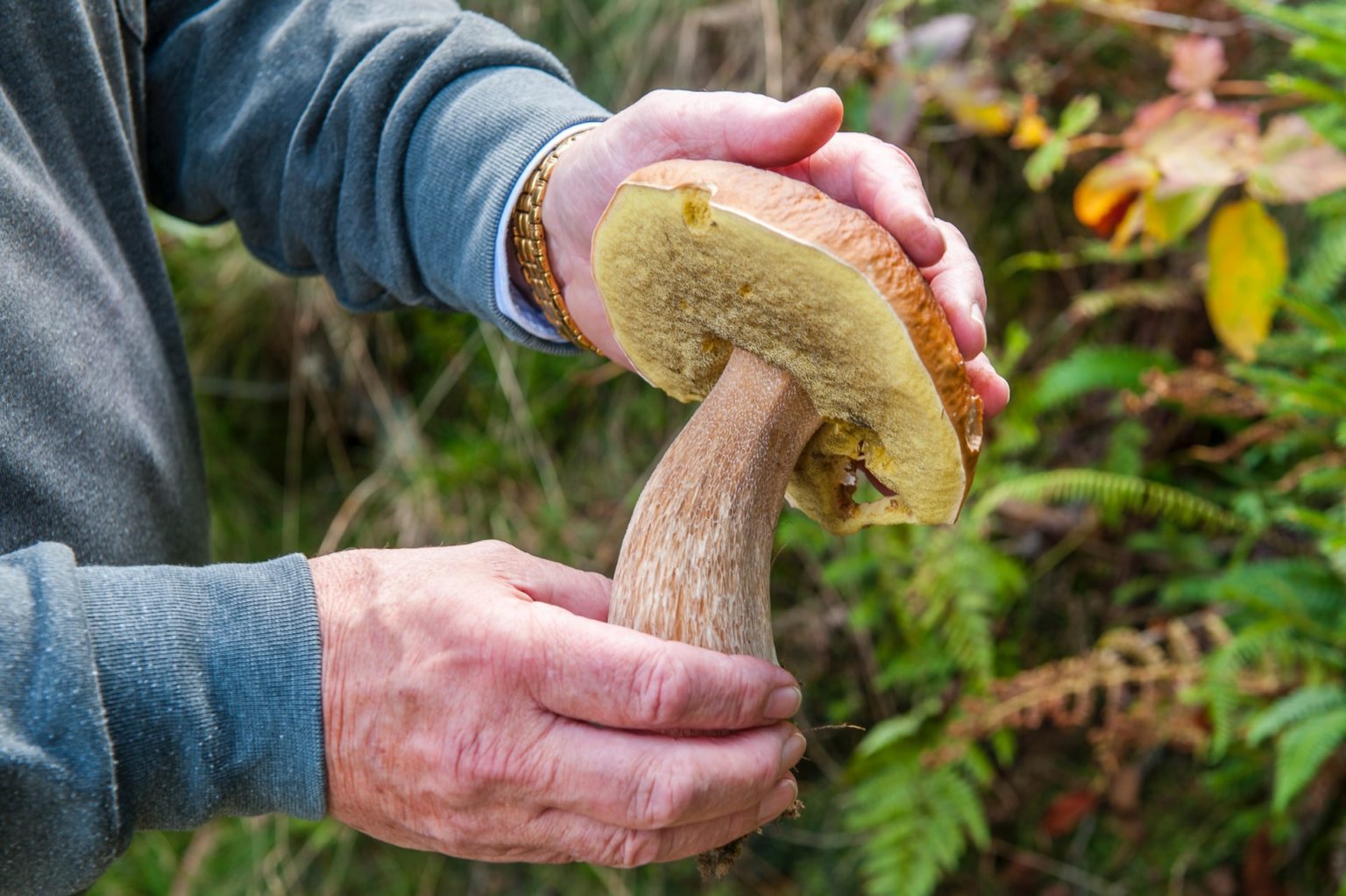 Où et quand trouver des cèpes ? - Chasseurs de champignons