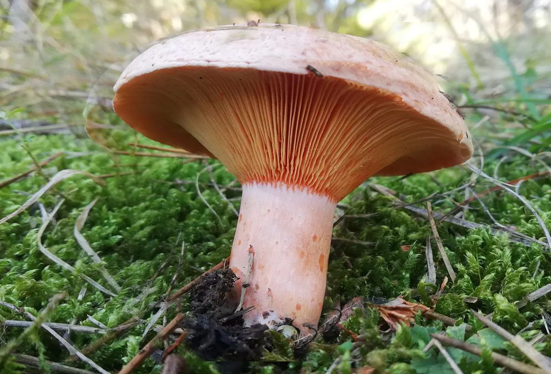 Lactaire délicieux : le reconnaître et le trouver - Chasseurs de ...