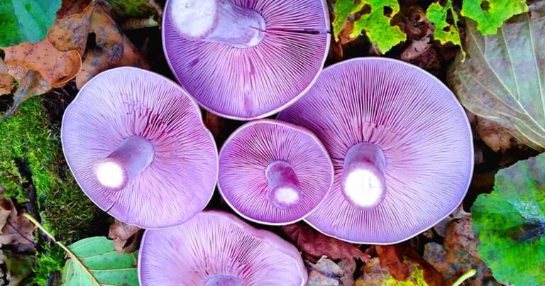 Pied bleu - Lepista nuda : tout savoir - Chasseurs de champignons