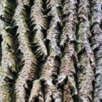 Reconnaître le frêne (avec et sans feuilles) - Chasseurs de champignons