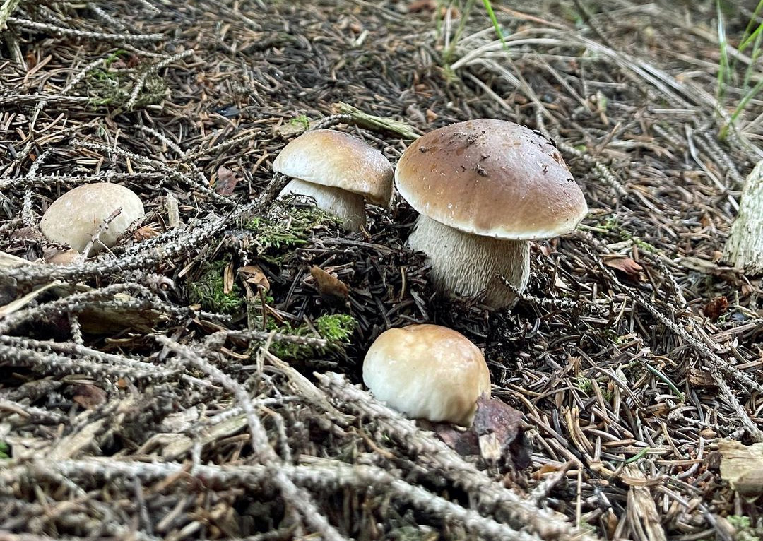 Où poussent les cèpes en montagne ? - Chasseurs de champignons
