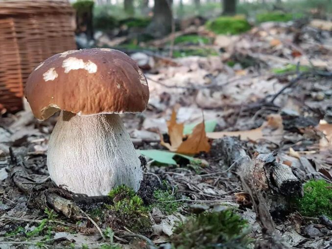 Saison des cèpes : quand les ramasser ? - Chasseurs de champignons