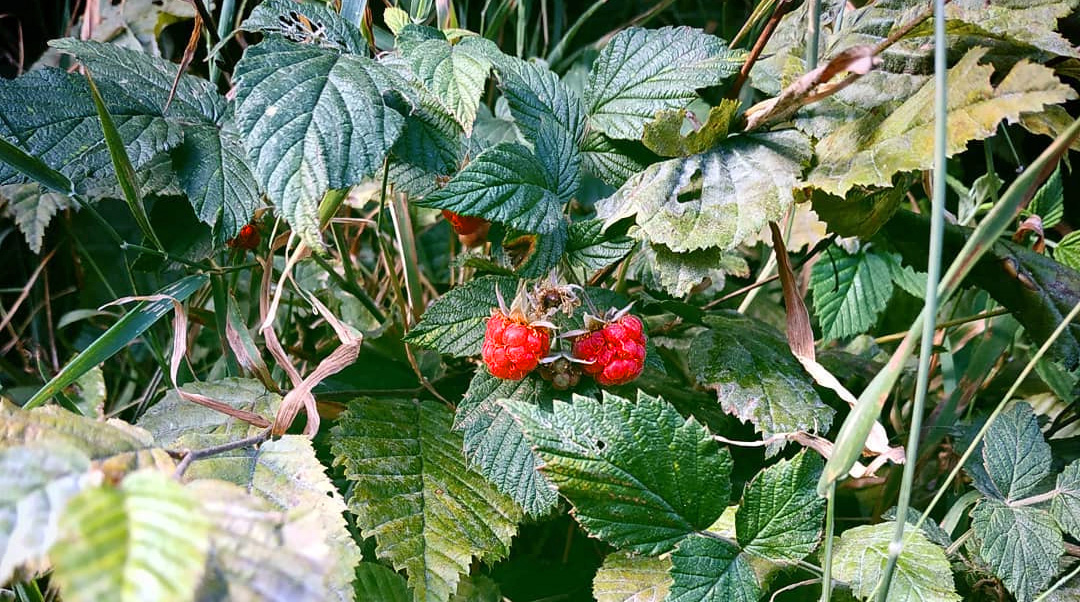 Saison des framboises : où et quand les trouver ? - Chasseurs de ...