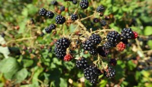 Mûres : saison et où les cueillir ? - Chasseurs de champignons