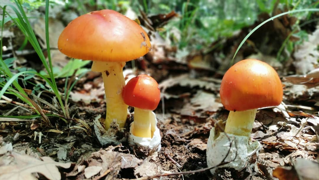 Prix de l'amanite des césars au kilo - Chasseurs de champignons