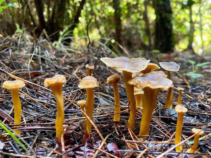 Comment nettoyer les chanterelles - Chasseurs de champignons Comment nettoyer les chanterelles - Chasseurs de champignons