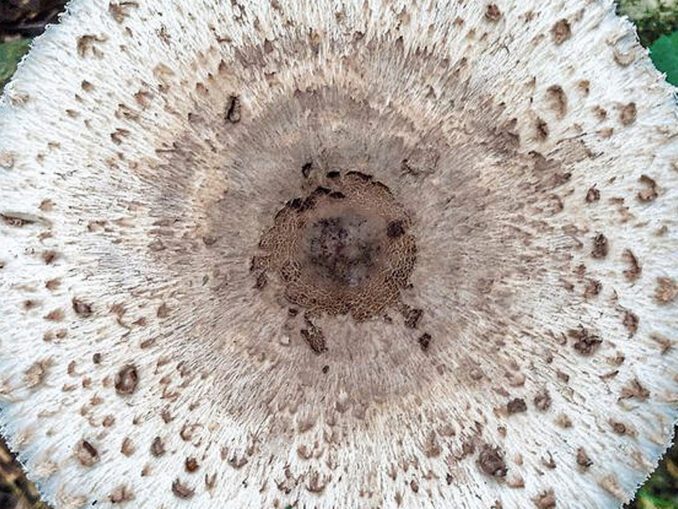 Champignons toxiques et mortels - Chasseurs de champignons