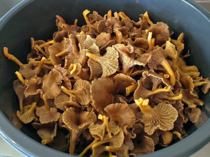 Les différentes girolles - Chasseurs de champignons