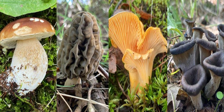 Liste des champignons comestibles - Chasseurs de champignons