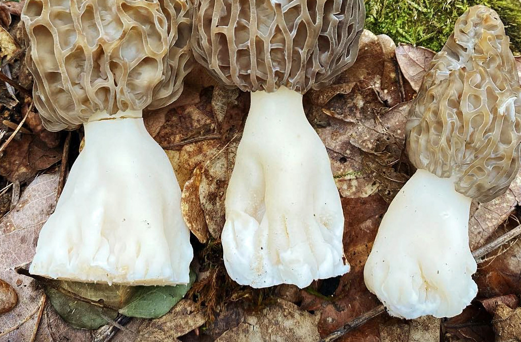 Le pied de la morille - Chasseurs de champignons