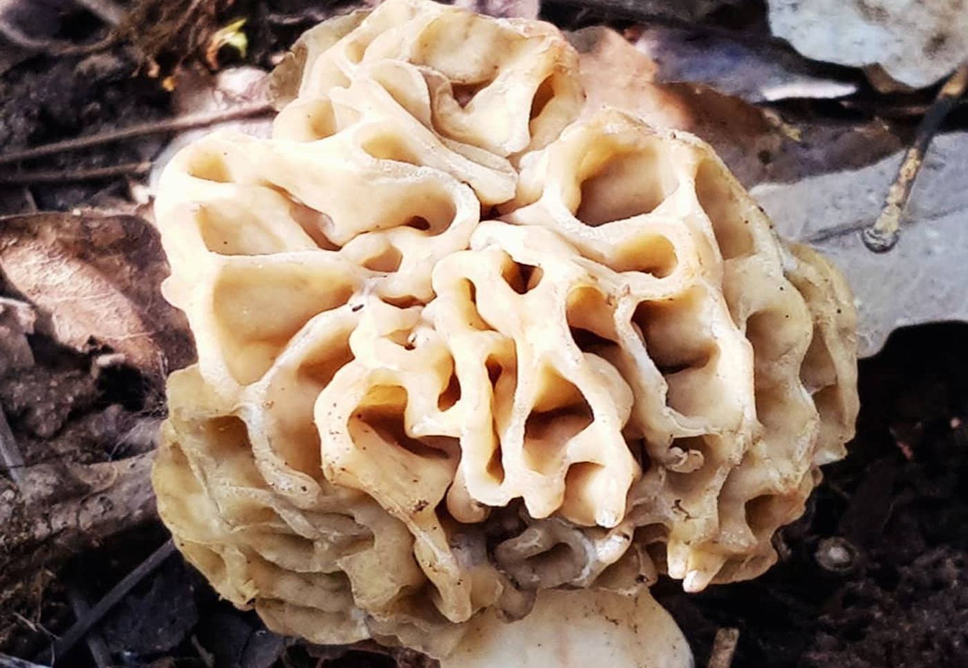 La morille ronde (morille blonde) - Chasseurs de champignons