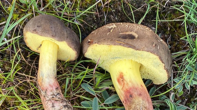 Un cèpe jaune ? - Chasseurs de champignons