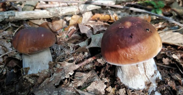 Comment conserver les cèpes ? - Chasseurs de champignons