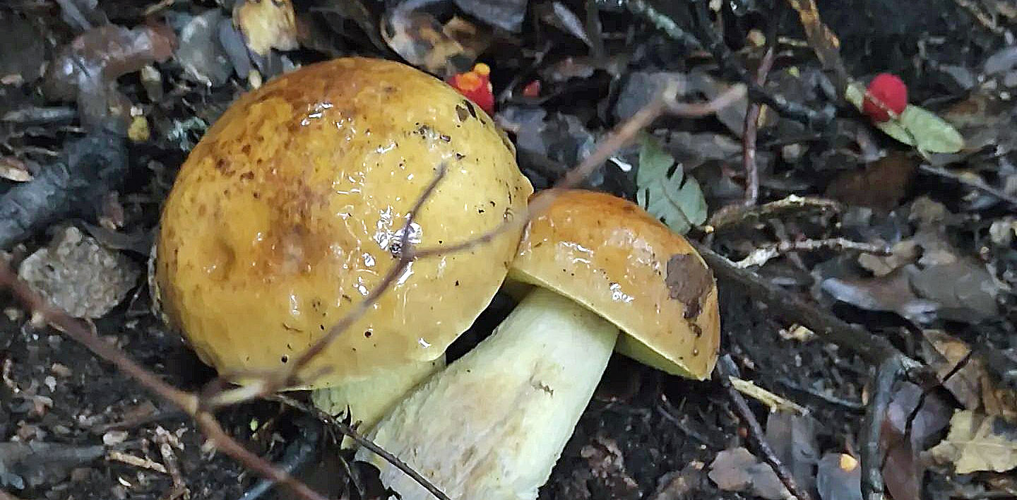Mon cèpe est gluant ! - Chasseurs de champignons
