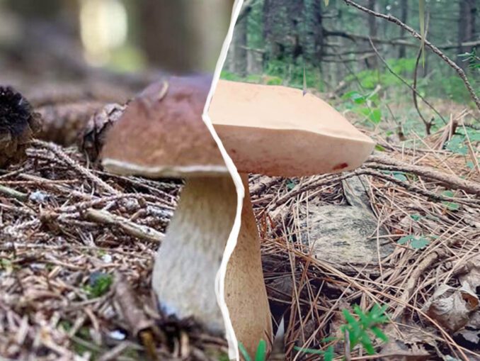 Bolet amer : le reconnaître - Chasseurs de champignons