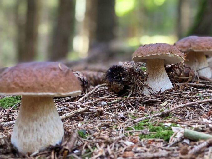 Comment reconnaître les girolles ? - Chasseurs de champignons
