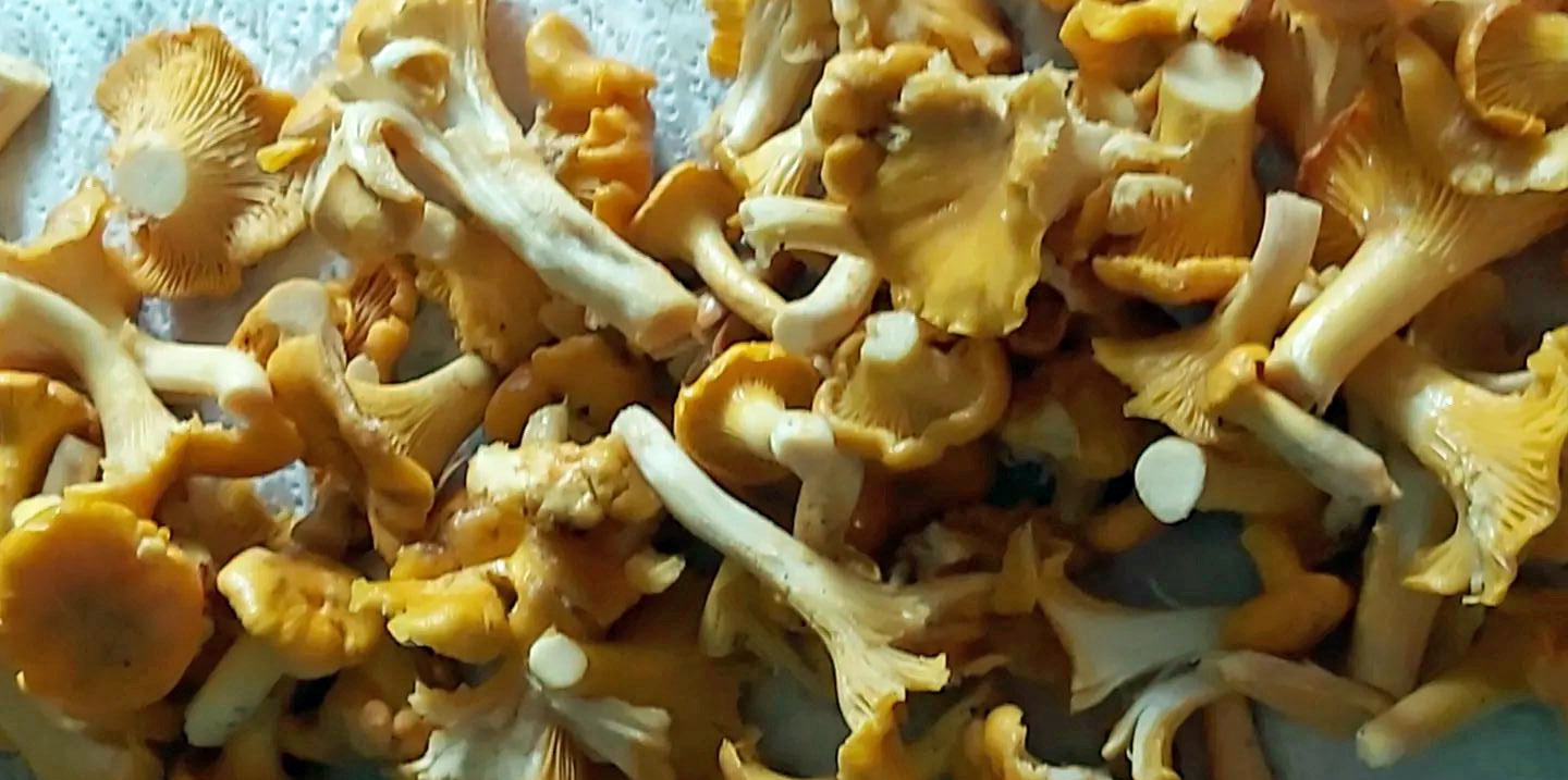Comment conserver des girolles ? - Chasseurs de champignons Comment conserver des girolles ? - Chasseurs de champignons