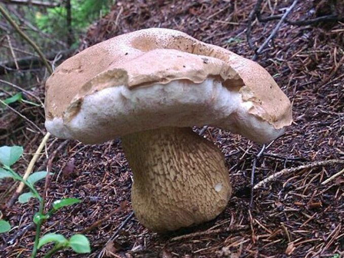 Bolet bai ou cèpe, quelle différence ? - Chasseurs de champignons