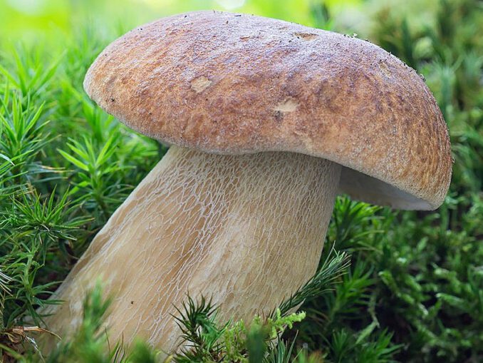 Reconnaître le cèpe de Bordeaux - Chasseurs de champignons