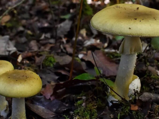 Champignons toxiques et mortels - Chasseurs de champignons