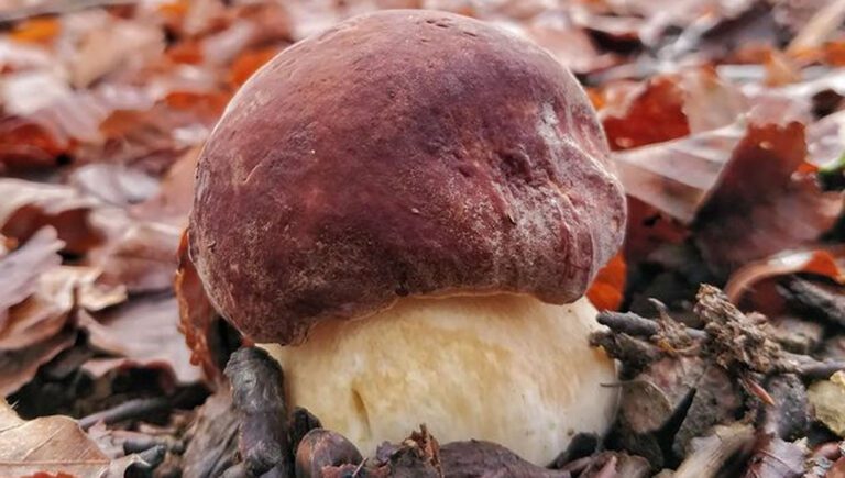 Reconnaître le cèpe des pins - Chasseurs de champignons