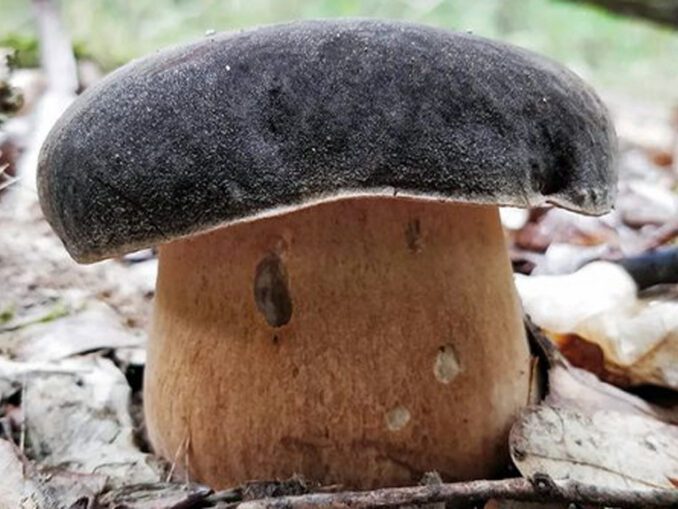 Reconnaître le cèpe des pins - Chasseurs de champignons