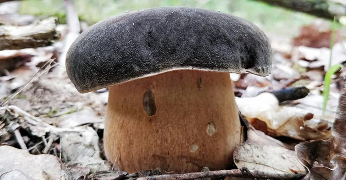 Reconnaître le cèpe bronzé - Chasseurs de champignons