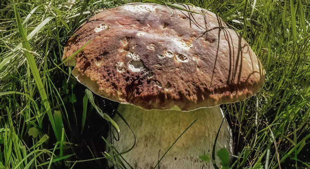 Manger un cèpe trop vieux ? - Chasseurs de champignons
