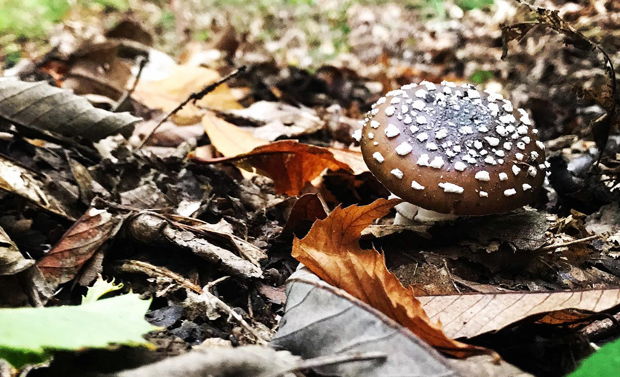Amanite panthère - Amanita pantherina - Chasseurs de champignons