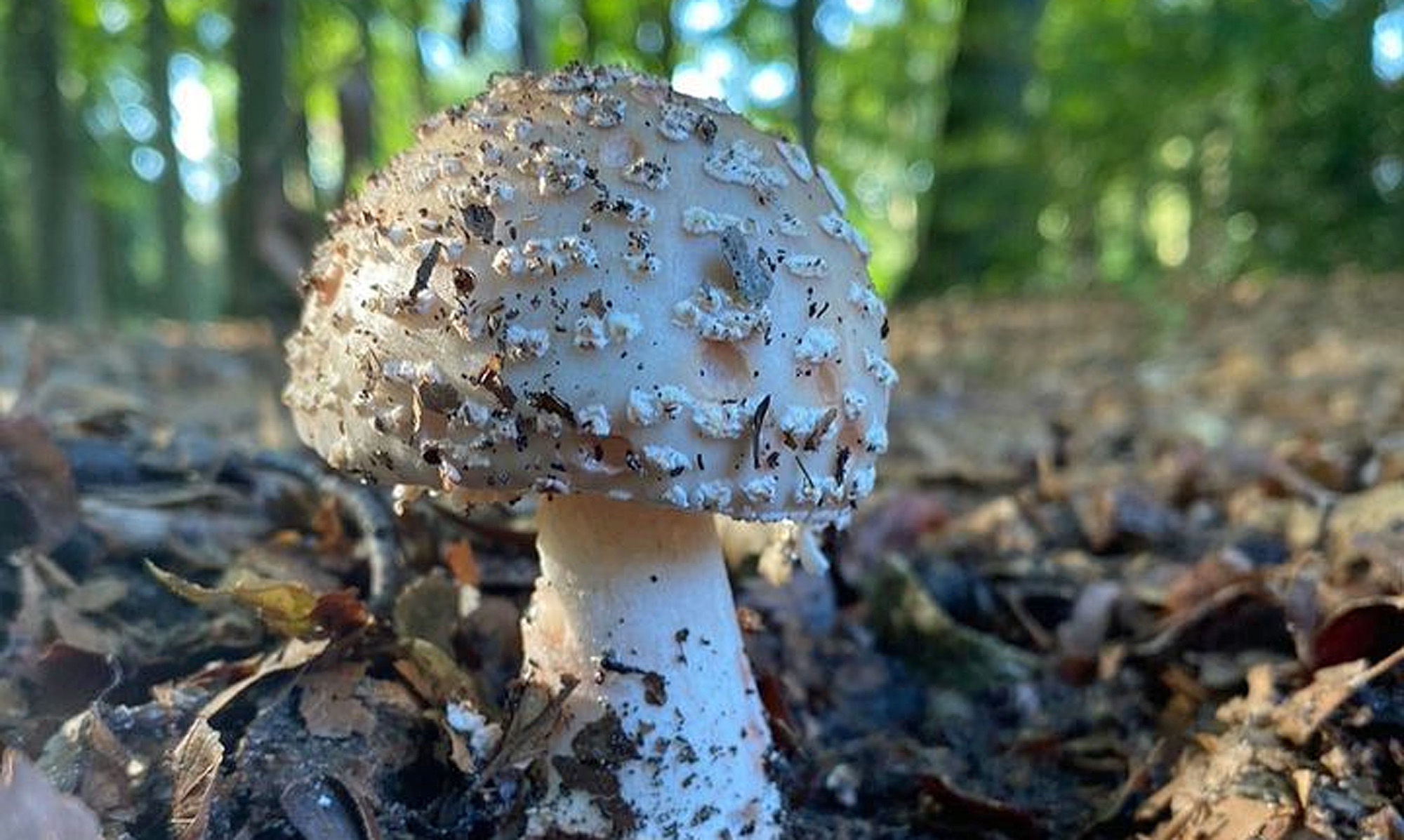 Amanite rougissante : guide complet - Chasseurs de champignons