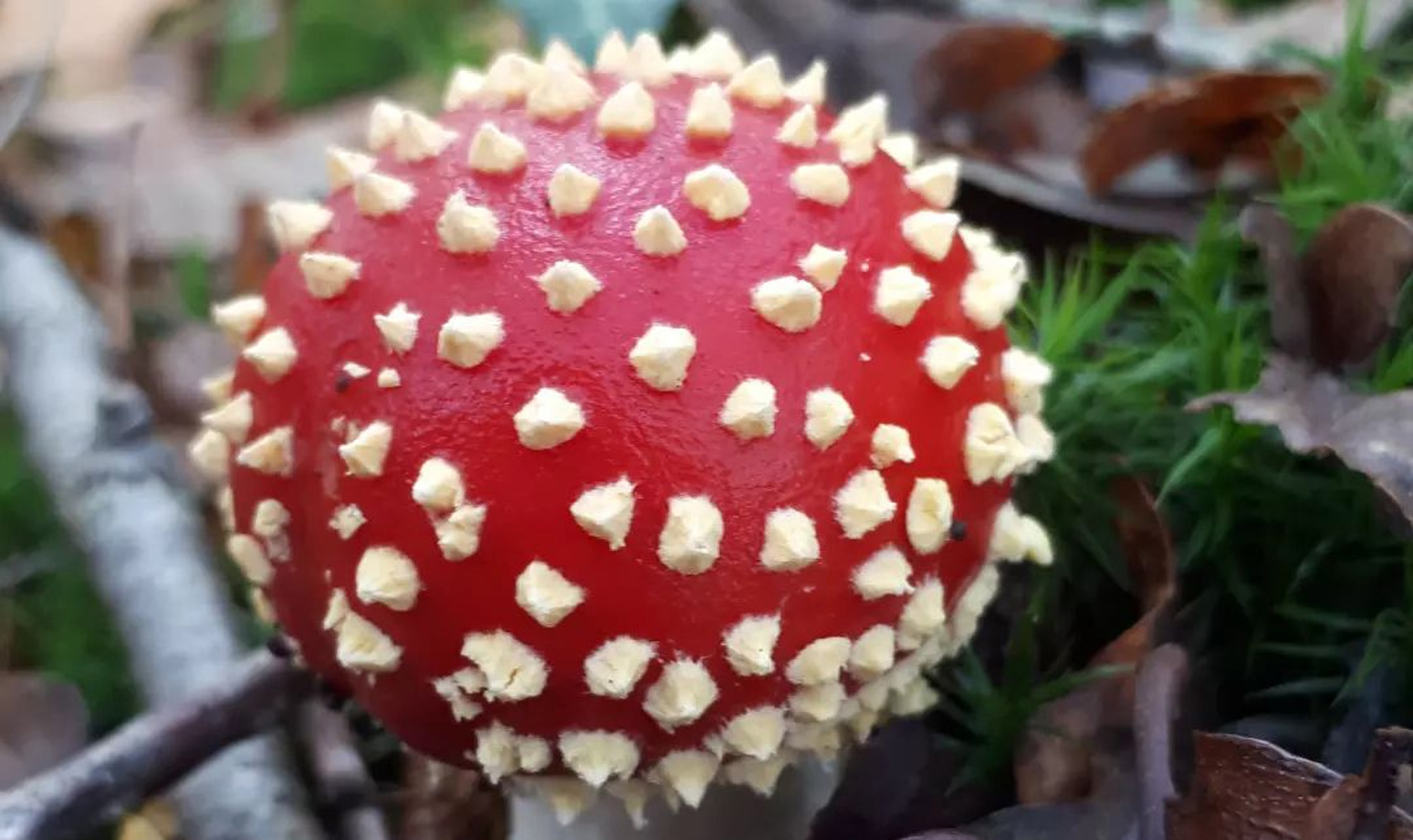 Amanite Tue-mouches - Amanita muscaria - Chasseurs de champignons