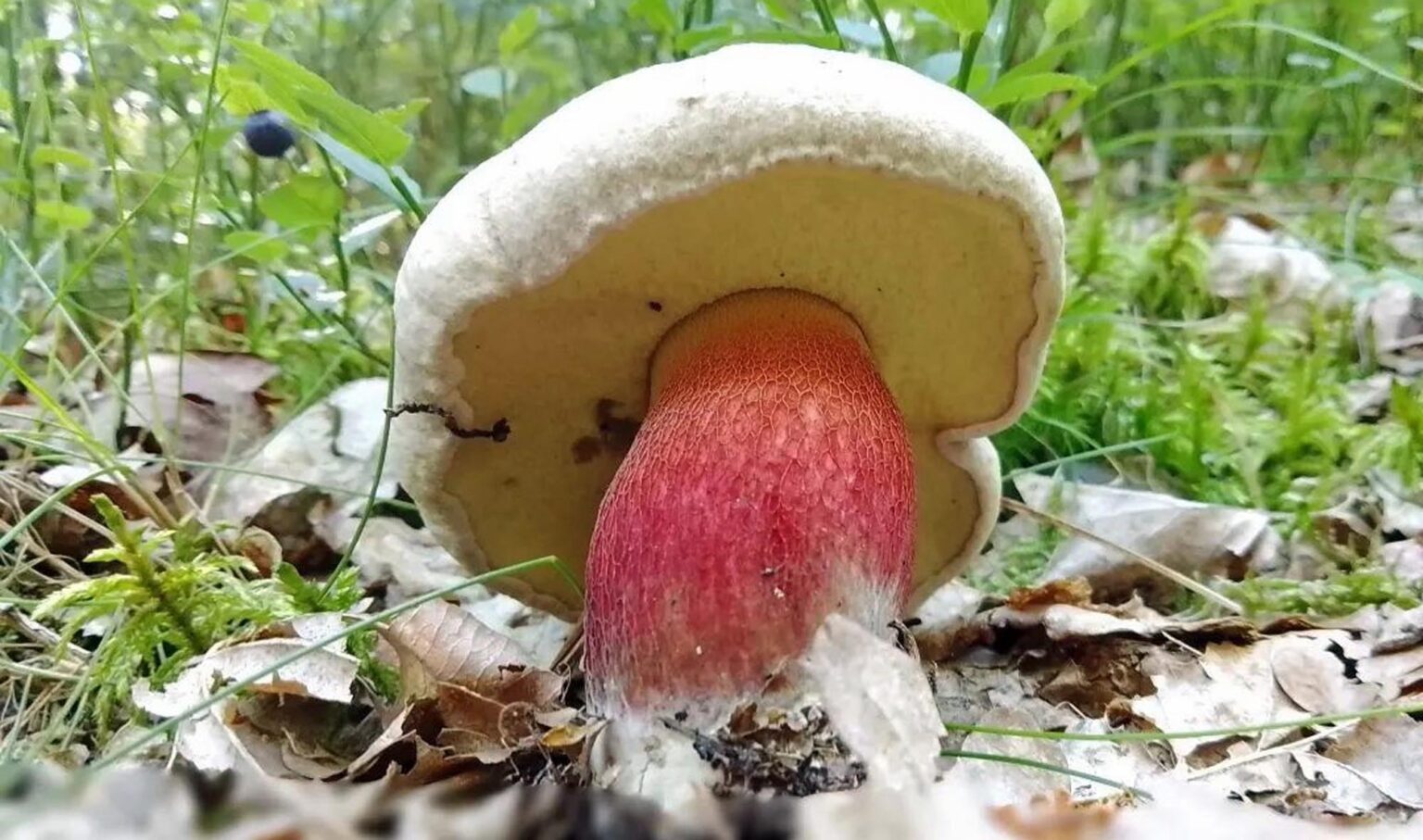 Bolet à beau pied - boletus calopus - Chasseurs de champignons