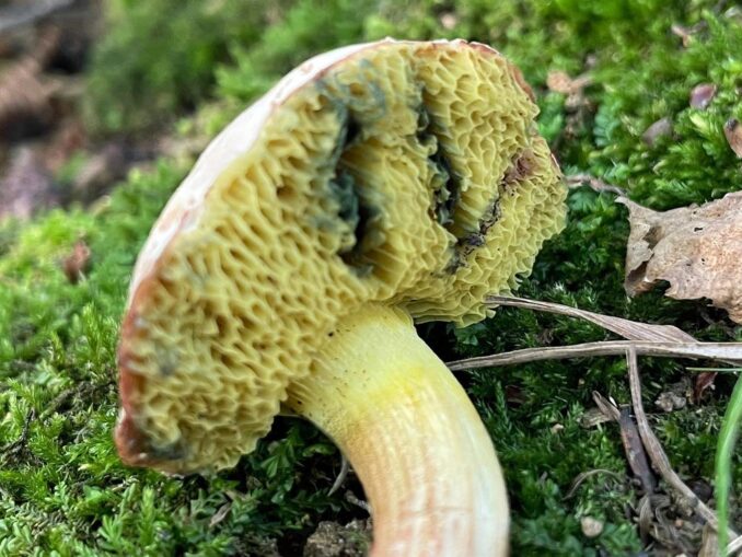 Bolet à beau pied - boletus calopus - Chasseurs de champignons