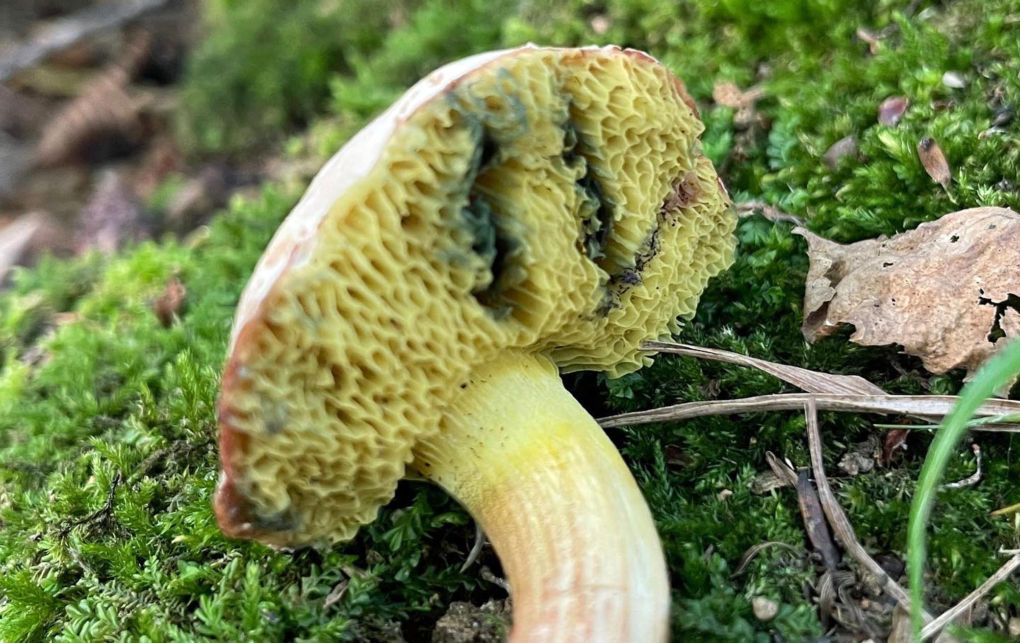 Bolet à chair jaune - Xerocomus chrysenteron - Chasseurs de champignons