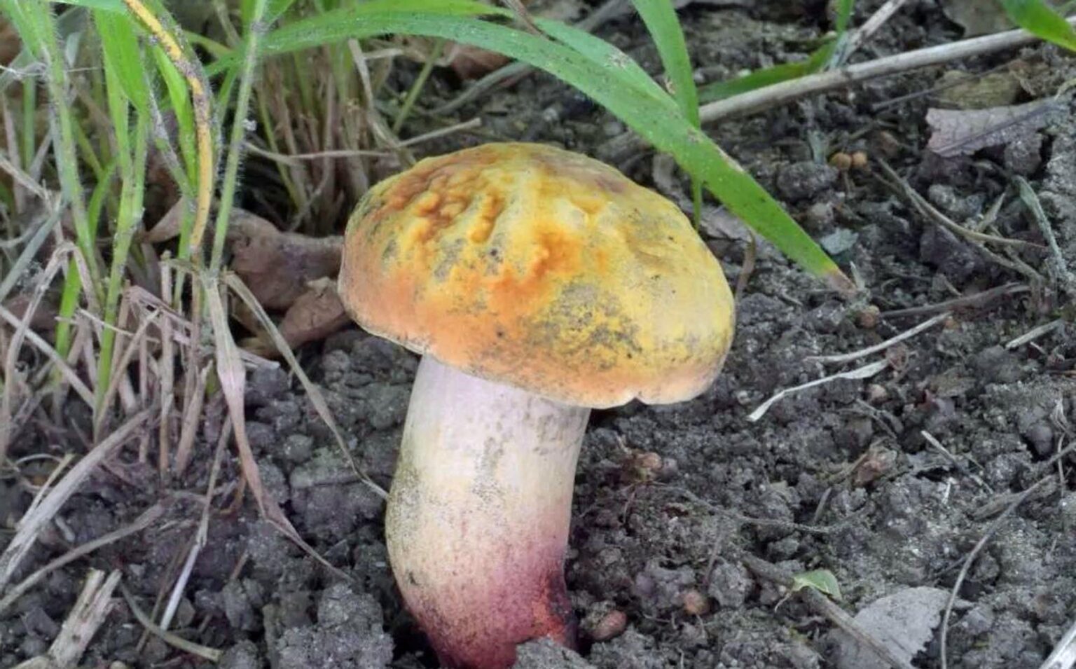 Bolet de Quélet - Suillellus queletii - Chasseurs de champignons