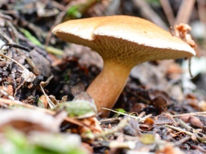 Bolet élégant - Suillus grevillei - Chasseurs de champignons