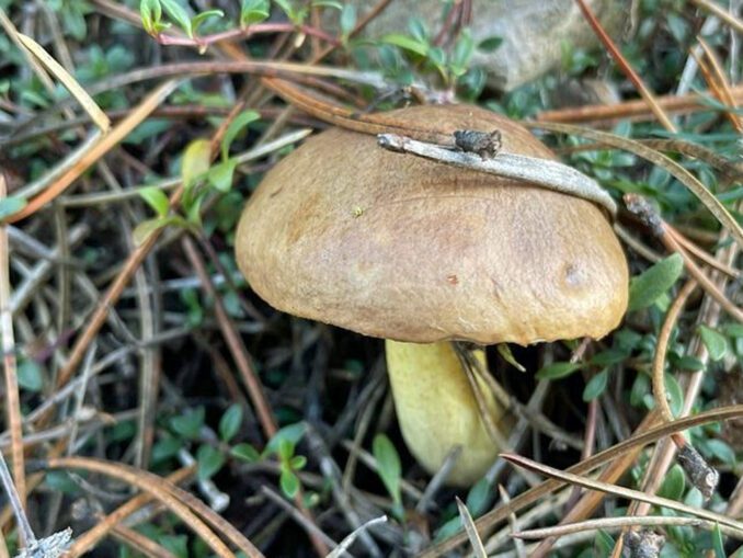 Bolet élégant - Suillus grevillei - Chasseurs de champignons