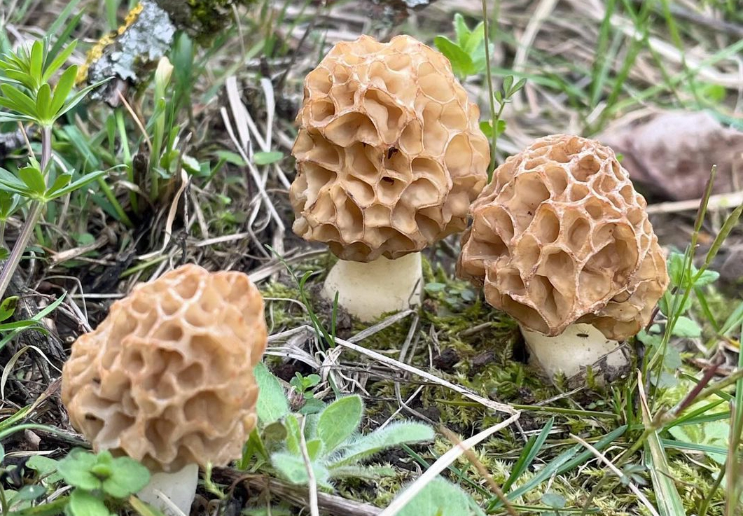 Comment trouver des champignons ? - Chasseurs de champignons